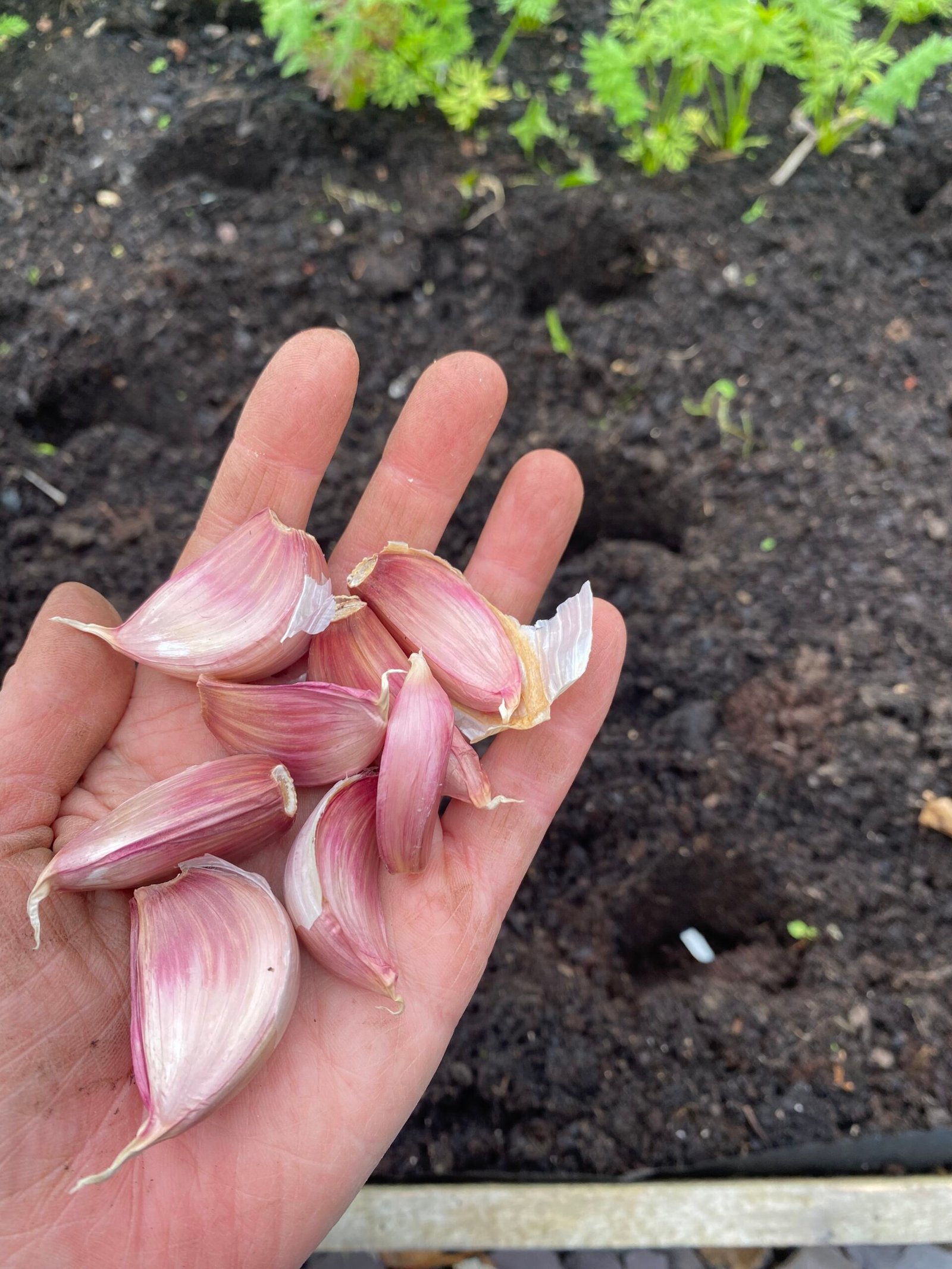 Planting Garlic in Autumn - SCOTTISH VEGGIE GARDEN